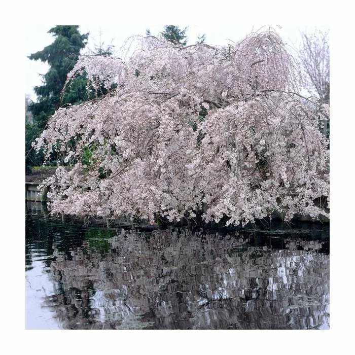 Prunus yedoensis 'Shidare Yoshino' | Cherry Blossom Tree | Roots Shop